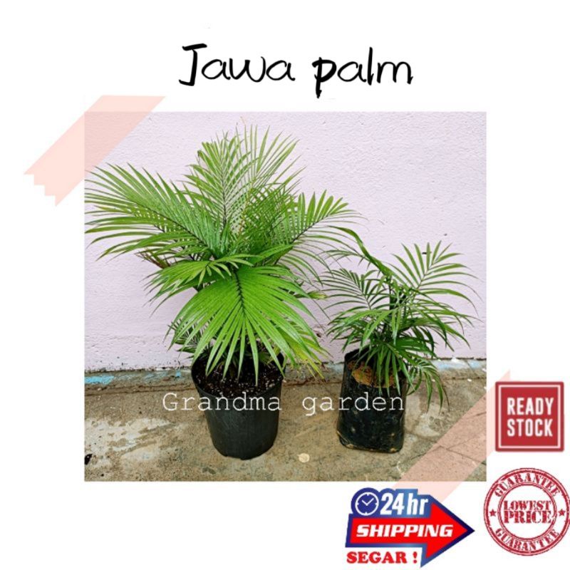 (GG real plant) Jawa palm ^ 2ft tall pokok hidup hiasan rumah live ...