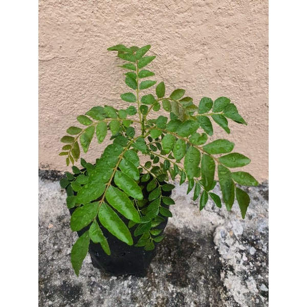 (Ready Stock) Anak Pokok daun kari / curry leaf plant / 咖喱叶树苗 / Pokok ...