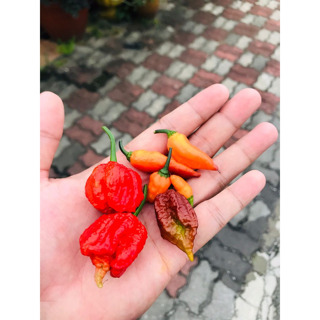 🔥READY STOCK🔥Original Ghost Devil Pepper Super Hot Spicy Cili Hantu ...