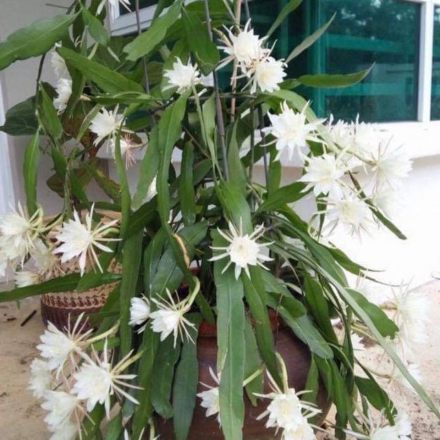 Pokok bunga bakawali mini ( kembang siang) keratan daun | Shopee Malaysia