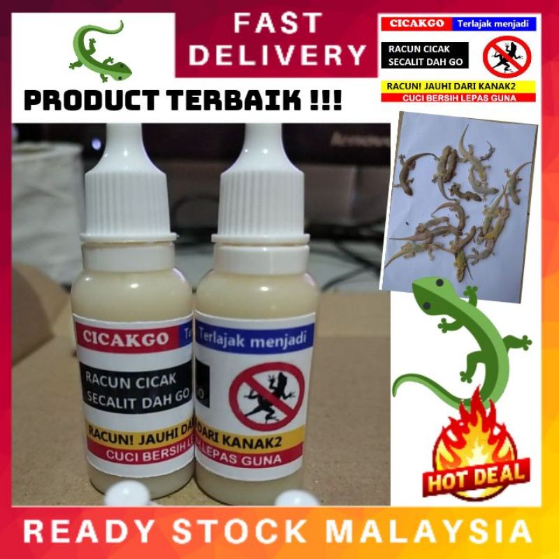 RACUN CICAK - SECALIT DAH GO Lizard 🦎 terlajak menjadi | Shopee Malaysia