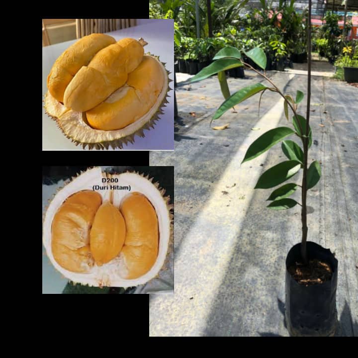 ANAK POKOK DURIAN DURI HITAM. OCHEE BLCK THORN. POKOK HYBRID(KAHWIN ...
