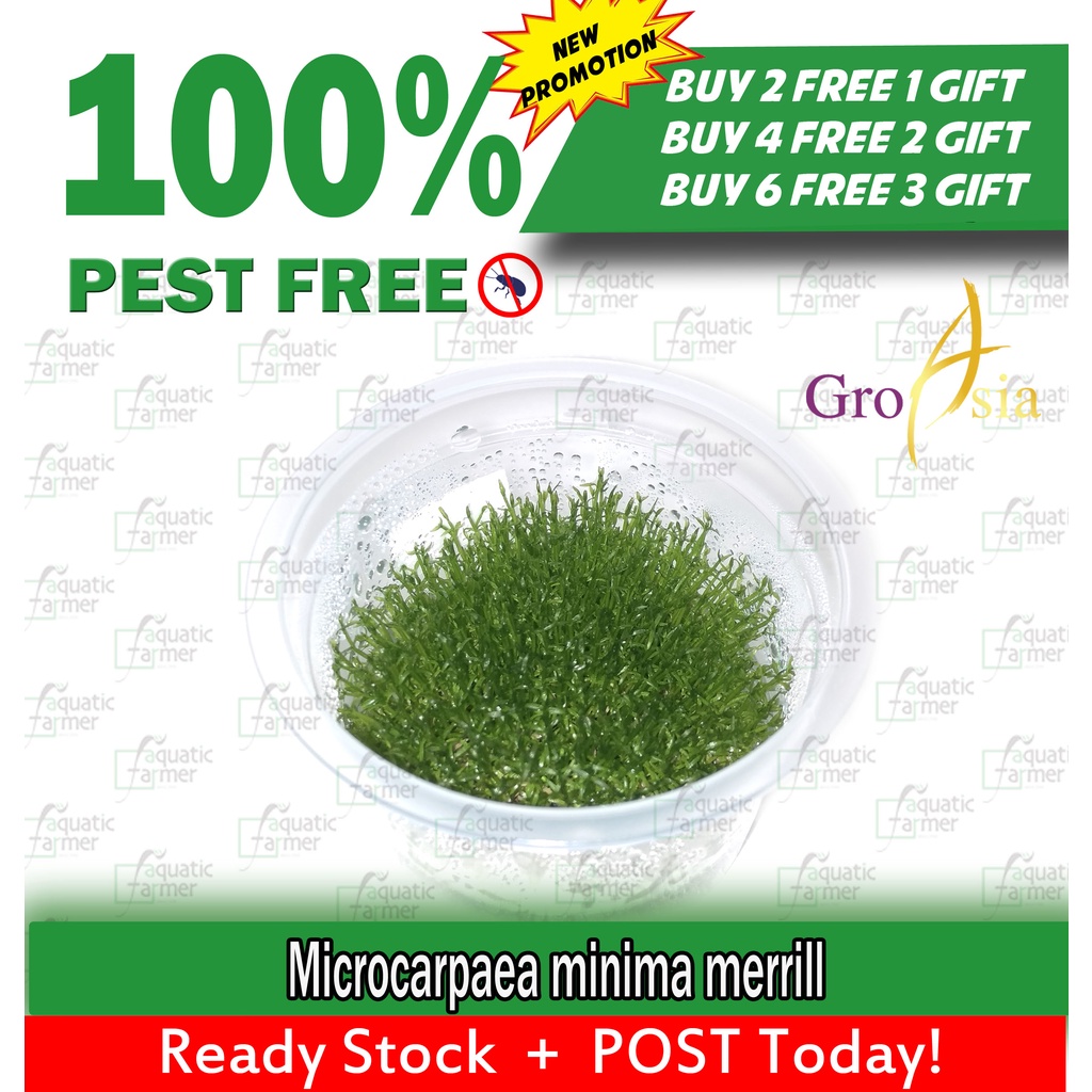 Microcarpaea minima merrill -Tissue Culture- (Aquatic Plant) Buy 2 Free ...