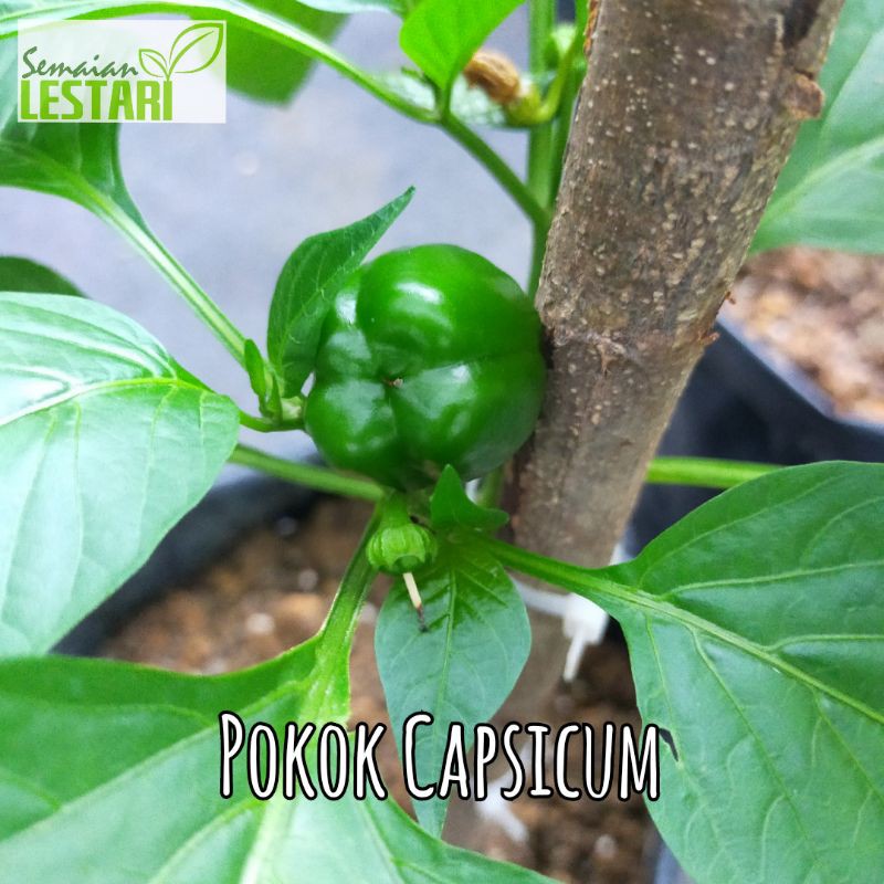 Pokok Capsicum Dah Nak Berbuah | Shopee Malaysia