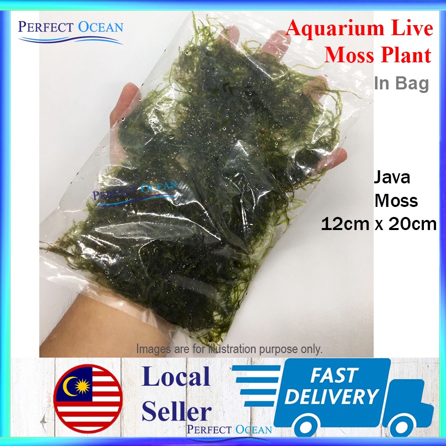 Moss (Bag) Christmas/Flame/ Java Moss Bamboo Stick Aquarium Water Plant ...