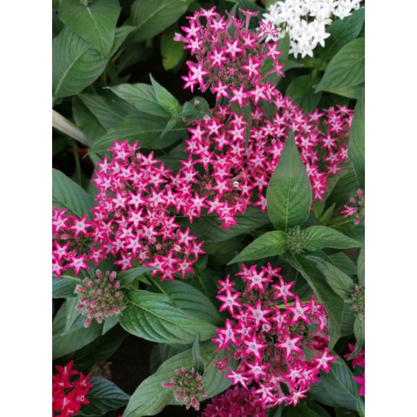 ANAK POKOK BUNGA PENTAS LANCEOLATA MERAH PINK POKOK HIDUP LIVE PLANT ...