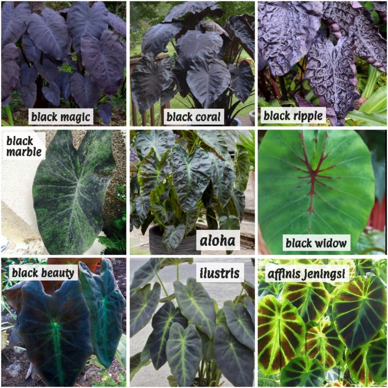 Pokok Alocasia Colocasia Black Magic Colocasia Black Ripple Marble ...
