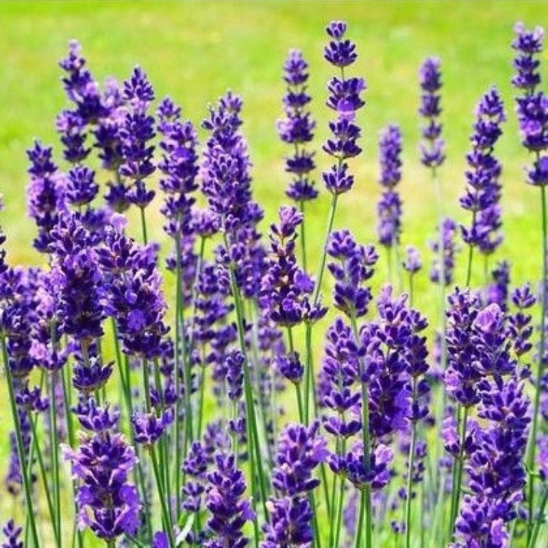 Biji Bunga - Bunga Lavender | Flower Seed - Lavender | 花种子 - 薰衣草 ...