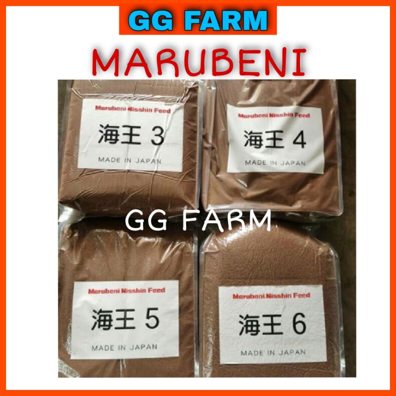 Marubeni No 3 4 5 Ikan Laga Betta Ikan Guppy Akuarium Marubeni Betta ...