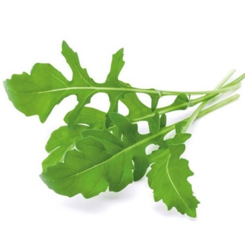 Biji Benih Arugula Rocket Salad Seeds 100pcs Salad Daun Roket Vegetable ...