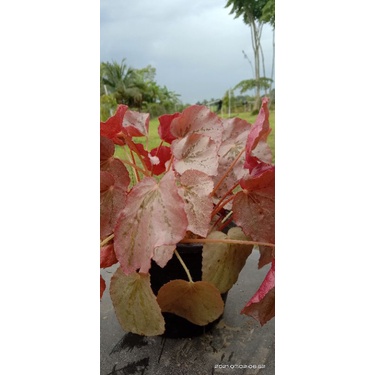 BEGONIA ~ POKOK BUNGA `ASAM BATU' (jenis terjuntai) | Shopee Malaysia