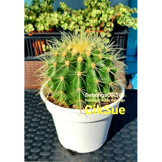 Golden Barrel Big Cactus (Saiz Pasu 12.5cm) | Shopee Malaysia