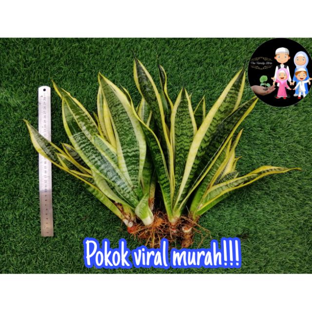 Snake Plant / Yellow Sansevieria / Lidah Jin MURAH | Shopee Malaysia