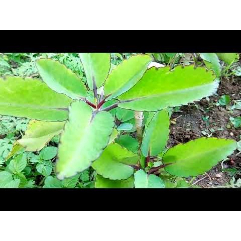 pokok herba/Ranakalli Live Plant/Life Plant/Bryophyllum Pinnatum Live ...