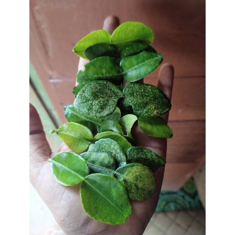 Daun limau purut/kaffir lime leaves (30gram) | Shopee Malaysia