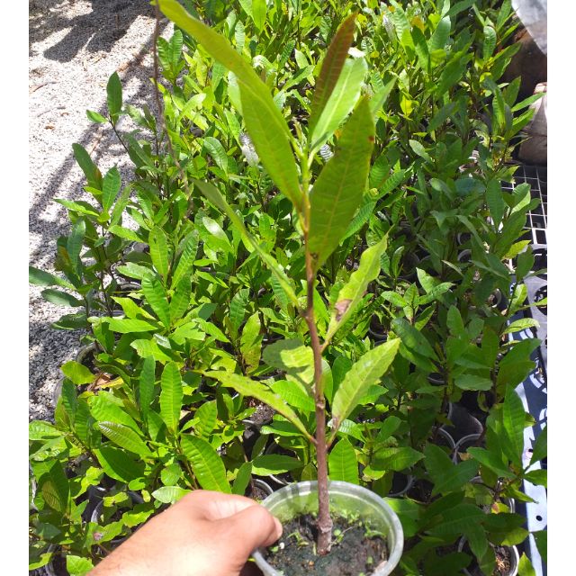 Pokok ulam. gajus, ketereh, jambu golok, saiz 1 kaki | Shopee Malaysia