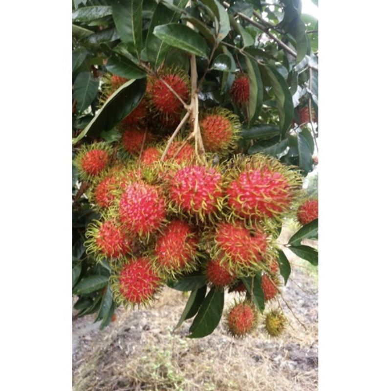 benih pokok rambutan jarum emas | Shopee Malaysia