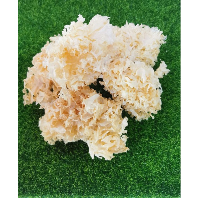 KULAT PUTIH | CENDAWAN KERABU MEGI |WHITE FUNGUS | Shopee Malaysia