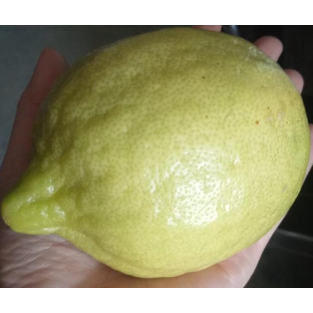 【Live Plant】Pokok lemon australia tut kuning/ australia lemon tree ...