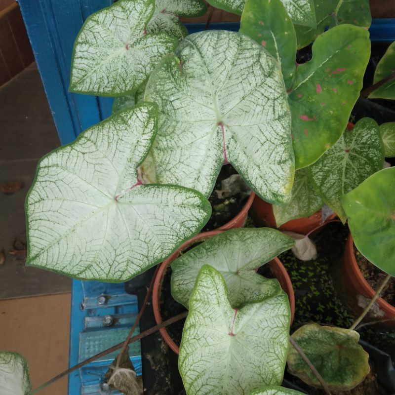 Caladium Holland Moonlight / Keladi Cantik by by 🌿 Pepokok Greenturae 🌿 ...