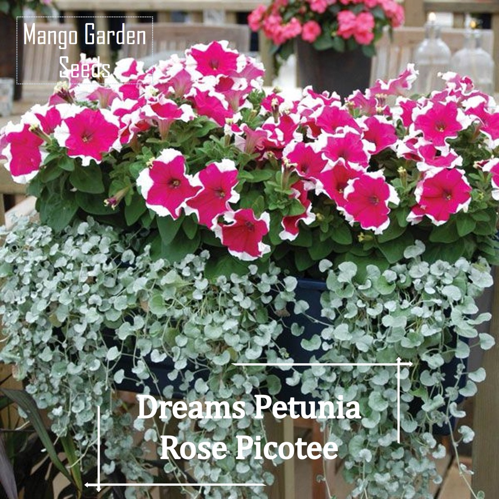 Dreams Rose Picotee Petunia Seeds - 30 Seed *Pot Friendly* Tanam Pasu ...