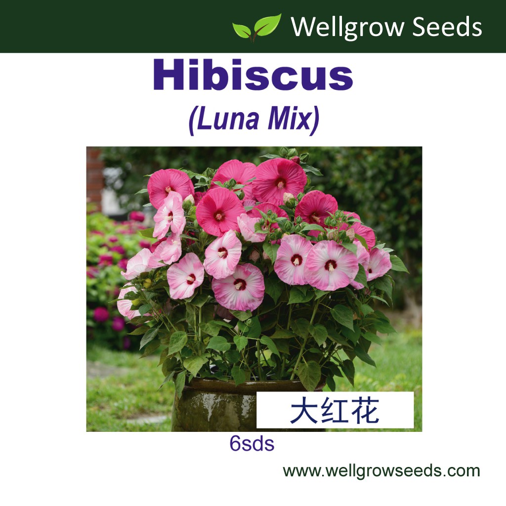 Hibiscus Luna Mix (6sds) 大红花：月神系列（混色) Perennials Flower Seeds Wellgrow ...