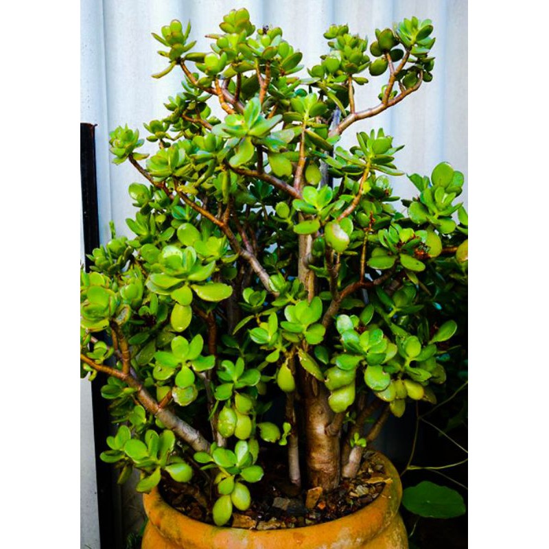 2 pcs - Anak Pokok JADE / Real Live Plant CRASSULA OVATA / PORTULACARIA ...