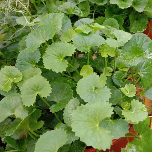 Pokok Ulam Pegaga Kampung | Shopee Malaysia