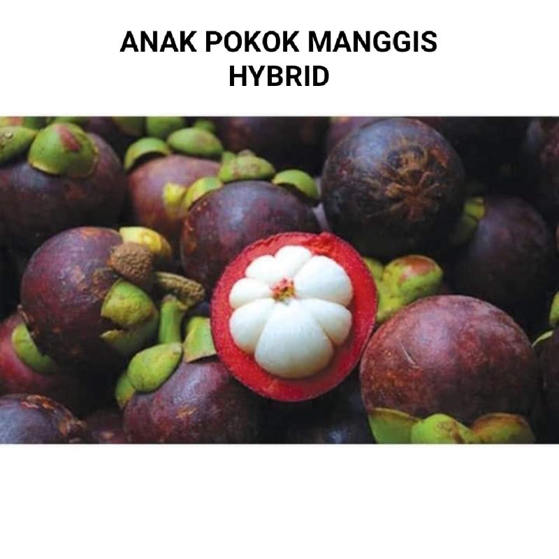 ANAK POKOK MANGGIS HYBRID | Shopee Malaysia