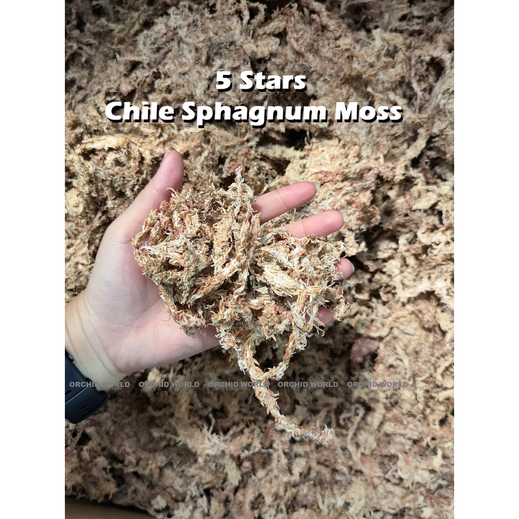 [ Premium 5A ] 5 Stars Chile Sphagnum Moss | 智利水苔 | Orchid Bonsai ...