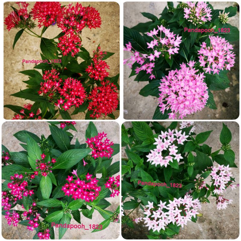 ANAK POKOK BUNGA PENTAS LANCEOLATA MERAH PINK POKOK HIDUP LIVE PLANT ...
