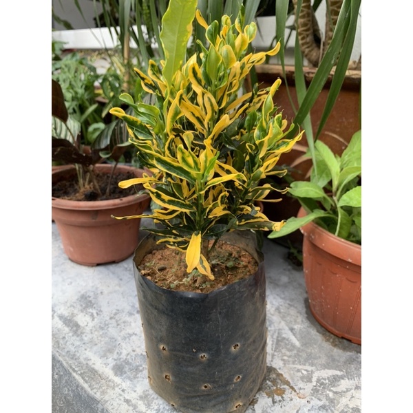 Pokok Puding Kuning Menyengat Hidup dalam Polybag | Shopee Malaysia