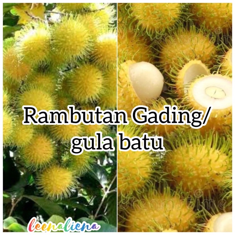 RAMBUTAN GADING/KUNING/GULA BATU 1 KILO ( kelantan ) | Shopee Malaysia
