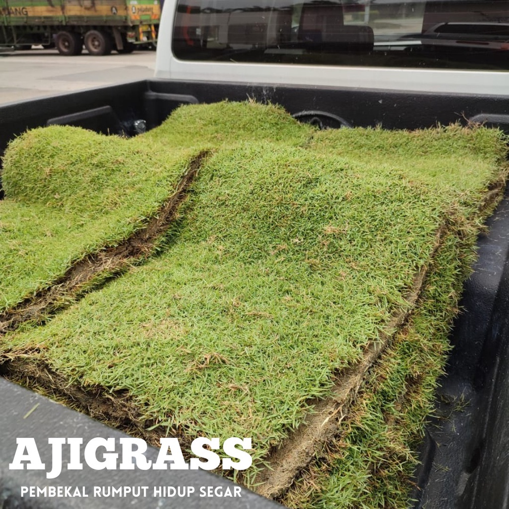 Philippines Grass Rumput Philippines rumput hidup real grass | Shopee ...