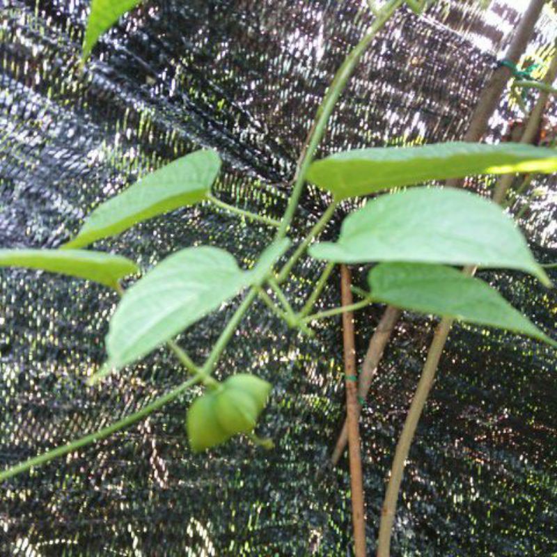 DAUN SACHA INCHI SEGAR.(80HELAI RM5. 98](40gram-50gram) | Shopee Malaysia