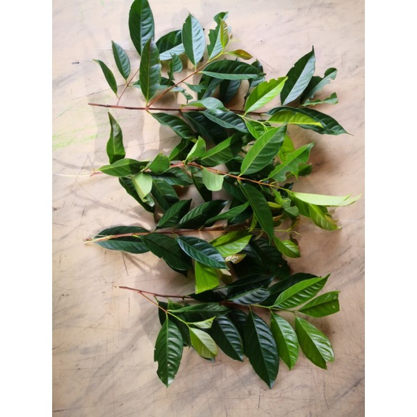 Anak Pokok Daun Salam atau Serai Kayu atau Samak | Shopee Malaysia Anak Pokok Daun Salam atau Serai Kayu atau Samak | Shopee Malaysia