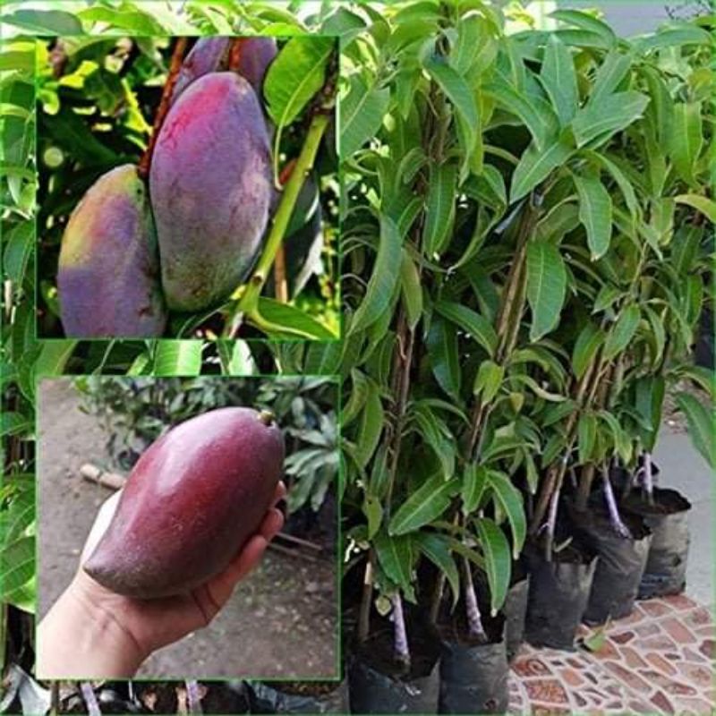 Pokok Mangga Taiwan Unggu Hybrid100% | Shopee Malaysia