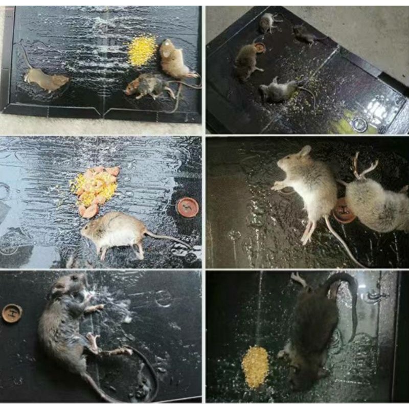 perangkap tikus/ mouse trap/gam tikus | Shopee Malaysia