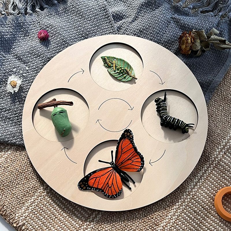 Montessori Wooden Life Cycle Board Set Animal Growth Cycle Teaching ...