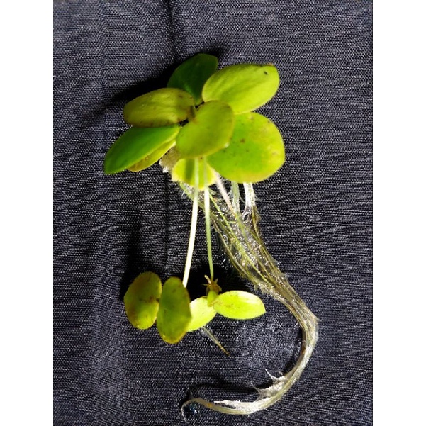 AMAZON FROGBIT FLOATING PLANT | Shopee Malaysia