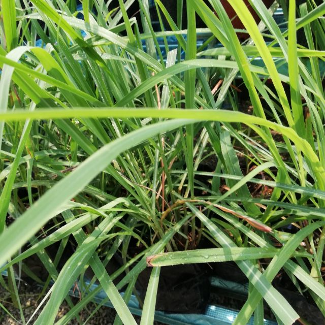 Pokok Serai atau serai makan (nama botani: Cymbopogon citratus ...
