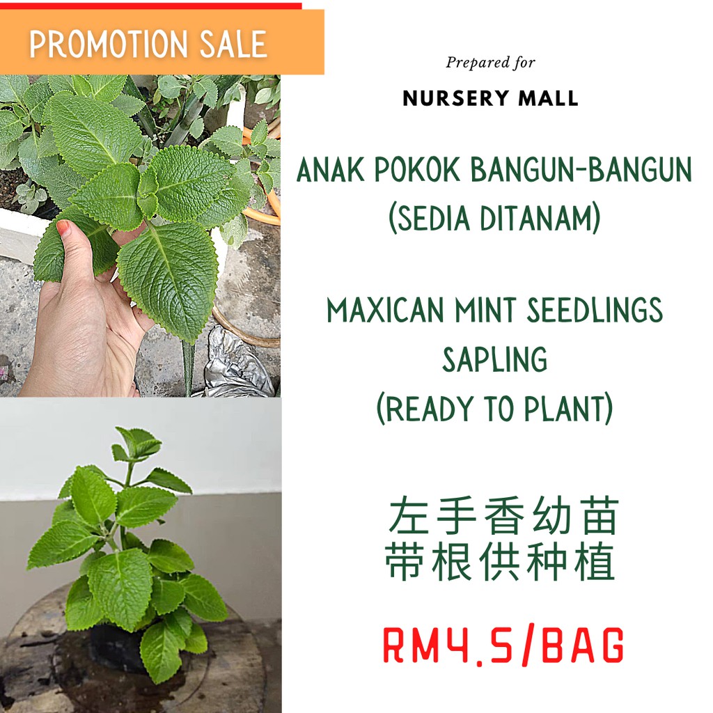 Anak pokok bangun-bangun/baby Maxican Mint Seedlings/ Oregano tree ...