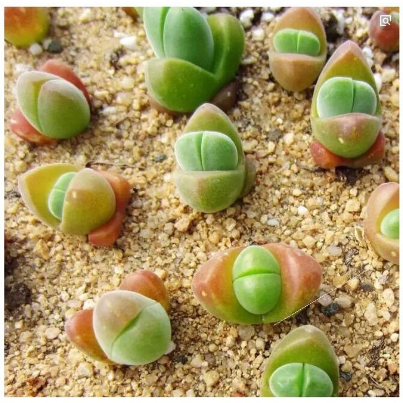 Potting Plant-Live Plant Lithops Gibbauem diapar (after shedding)无比玉 ...