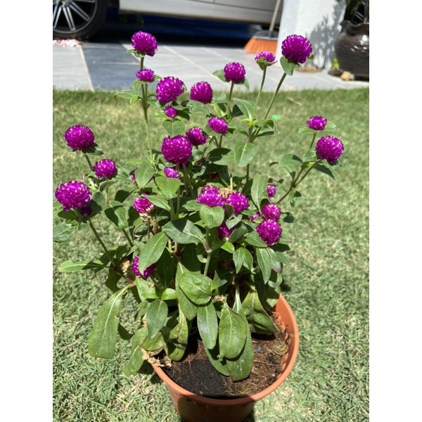 Pokok Bunga Butang/Gomphrena globosa | Shopee Malaysia