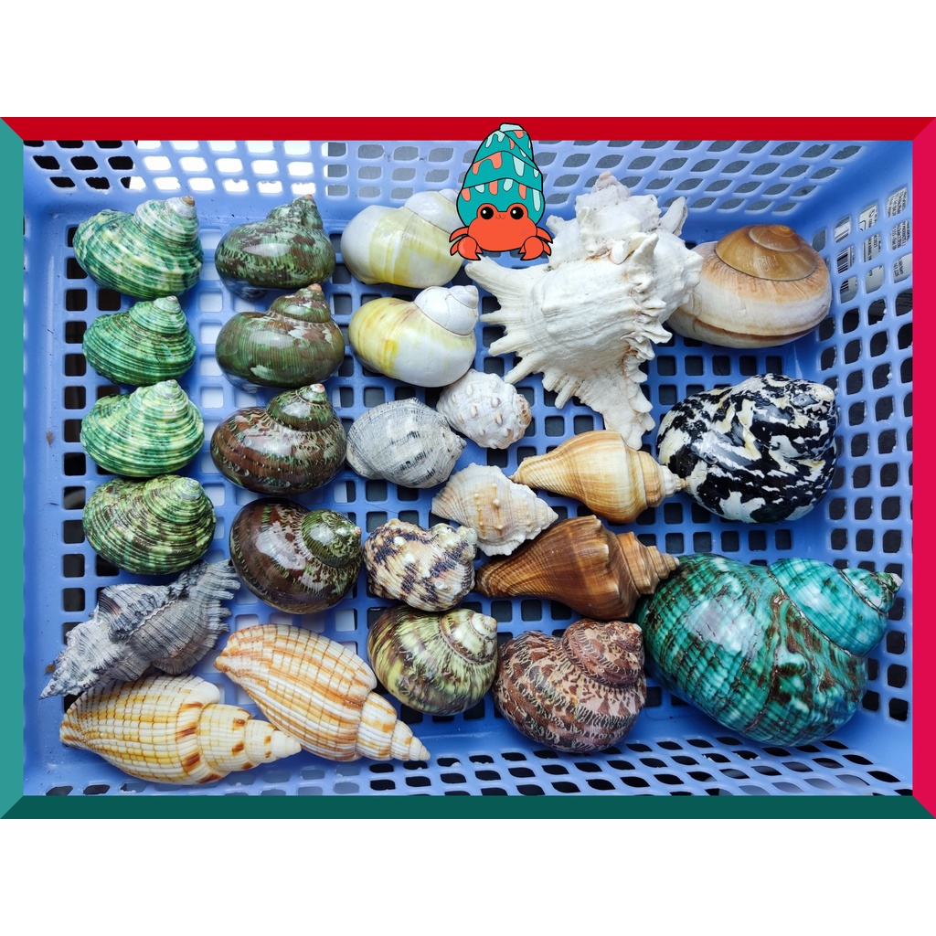 Very beautiful sea shells in many sizes and random patterns | Shopee ...