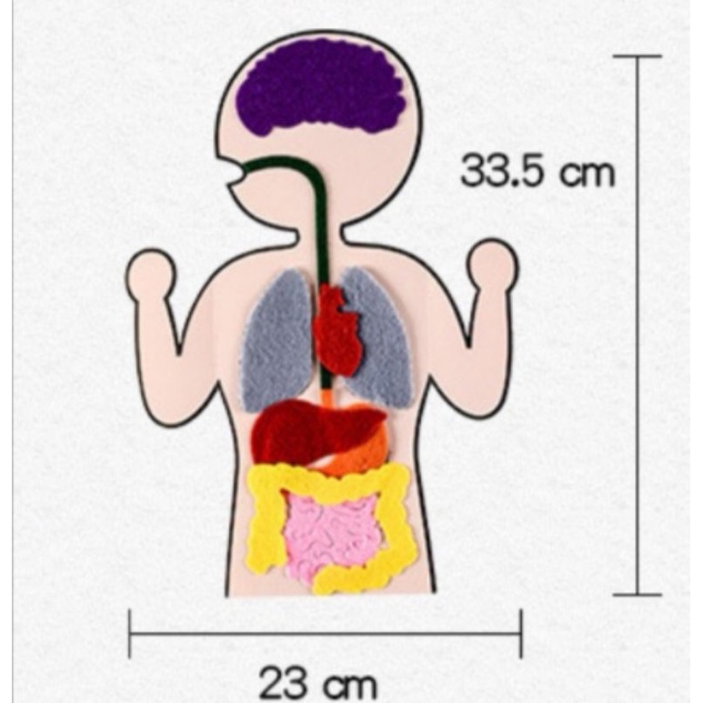 STEM/STEAM-DIY Science Human Body Parts Model Organ Sains System ...