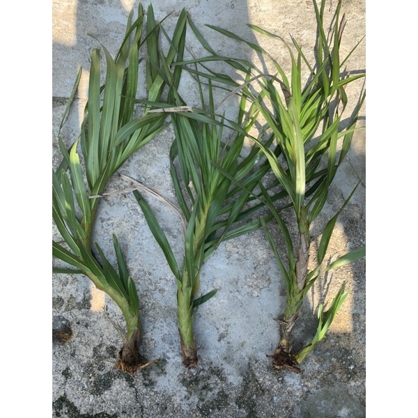 Pokok Orkid Tiger / Orkid Harimau / Orkid Hutan Rare | Shopee Malaysia