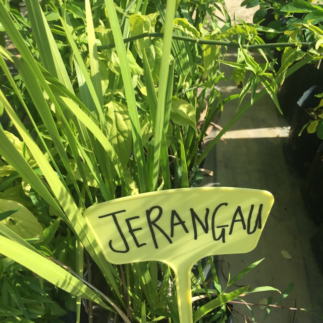 Pokok Jerangau sejenis rumput banyak khasiat ( Calamus Plant) | Shopee ...