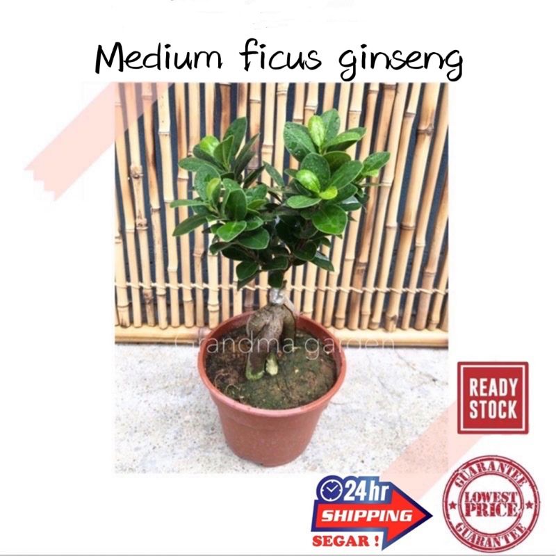 (GG real plant) medium ficus ginseng ^ pokok bonsai hidup hiasan rumah ...