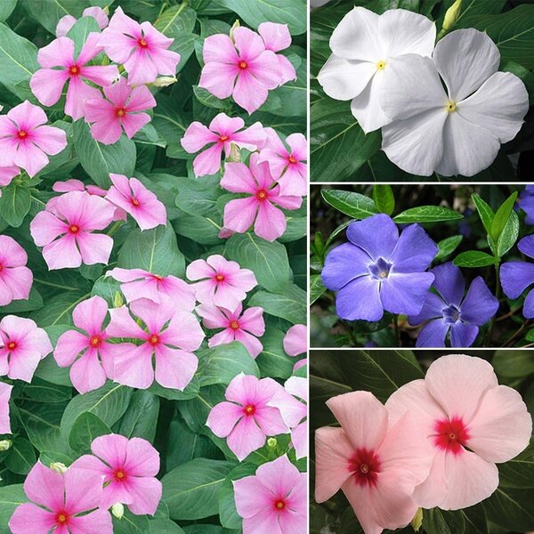 100PCS Mixed Color Periwinkle Seeds Flower Plant Garden Potted Bonsai ...